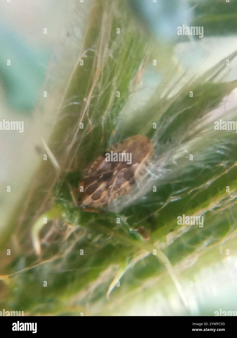 Spear Thistle Lacebug (Tingis cardui Stock Photo - Alamy