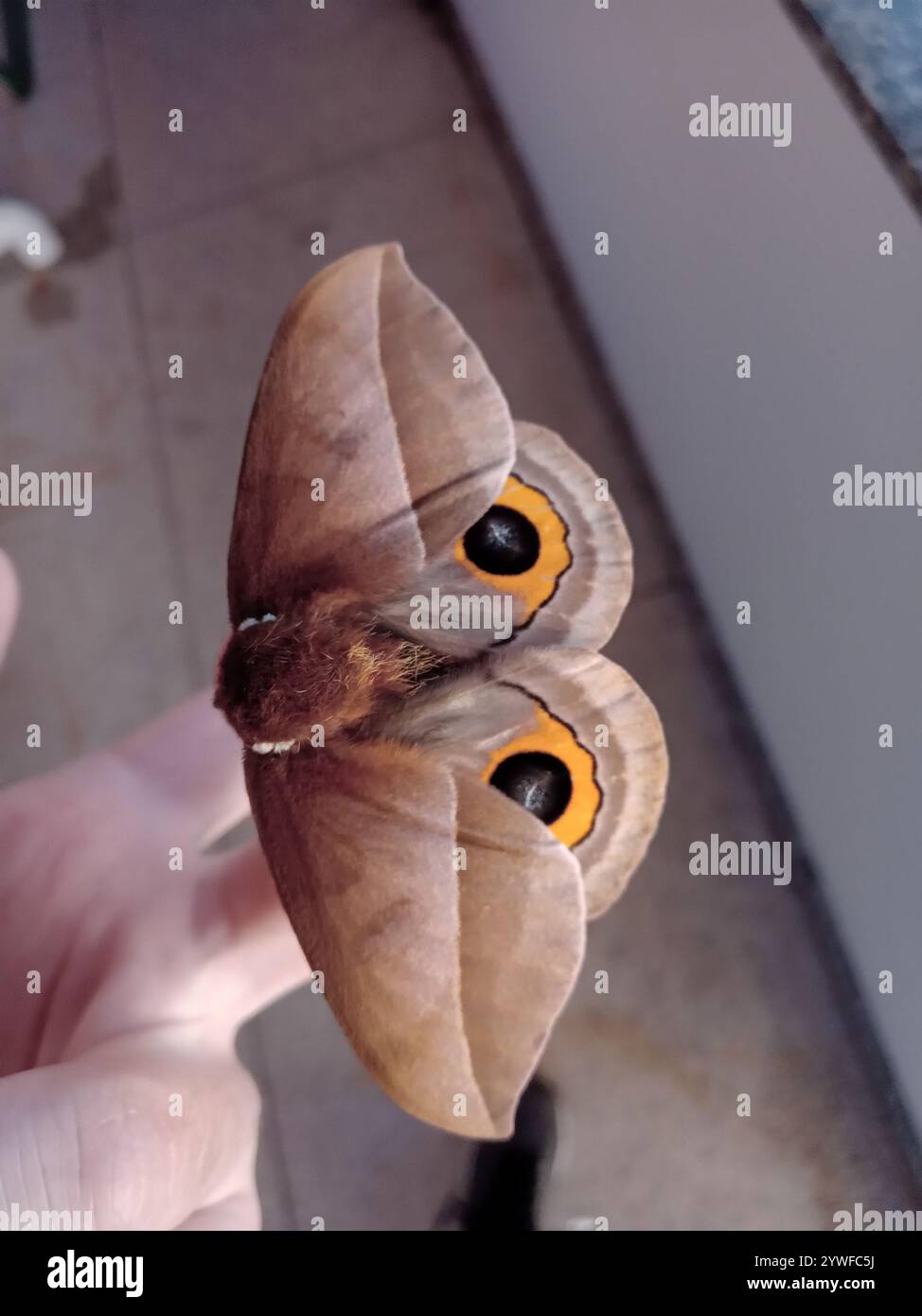 Automeris naranja hi-res stock photography and images - Alamy