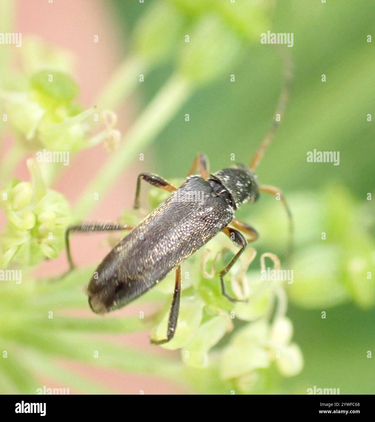 common grammoptera (Grammoptera ruficornis Stock Photo - Alamy