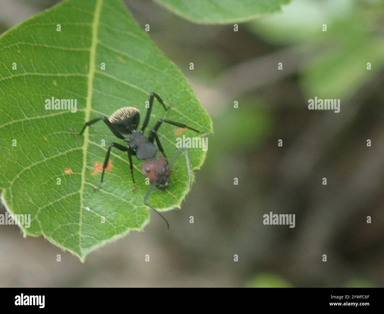 Balbyter ant hi-res stock photography and images - Alamy