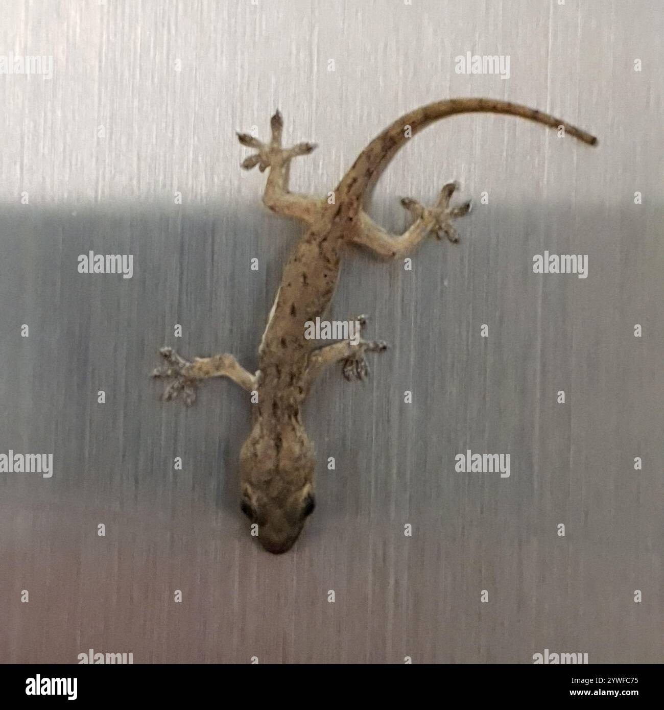 Typical Geckos (Gekkonidae Stock Photo - Alamy