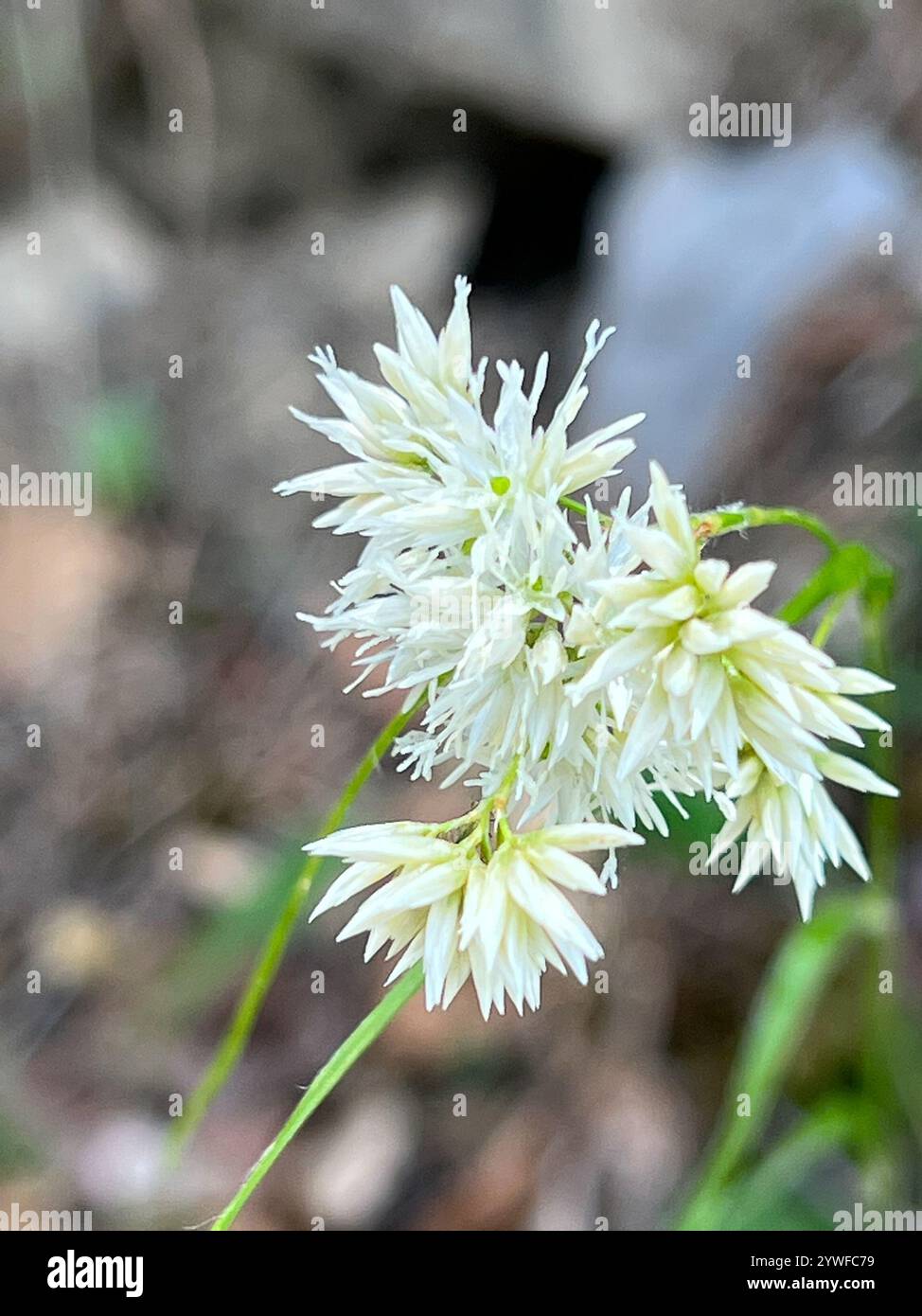 Snowy Woodrush (Luzula nivea Stock Photo - Alamy