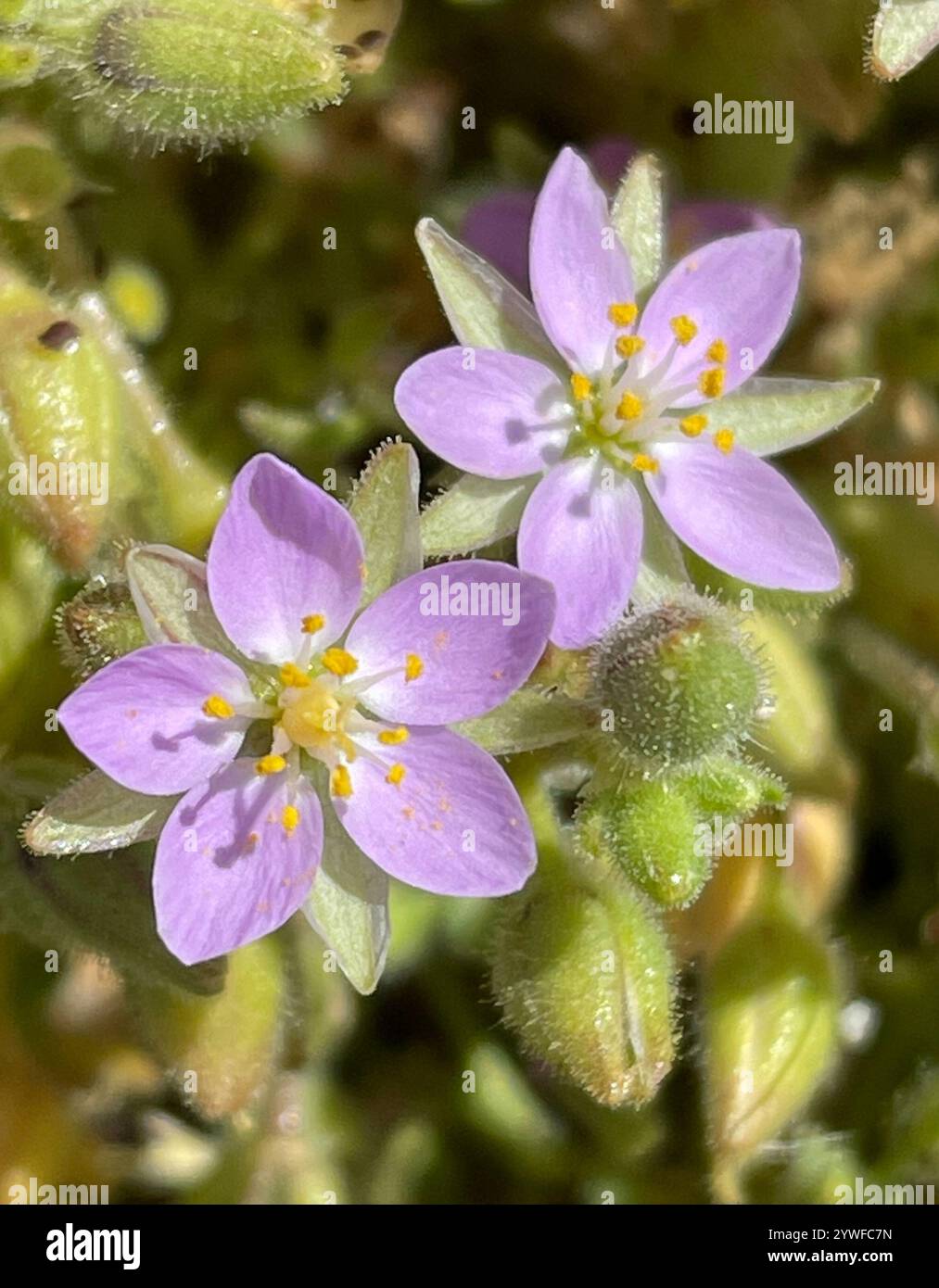 Sticky Sand-Spurrey (Spergularia macrotheca Stock Photo - Alamy