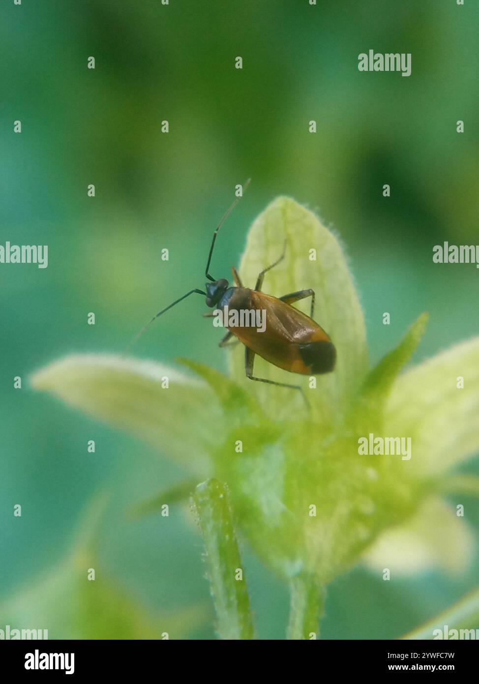 Common Nettle Flower Bug (Plagiognathus arbustorum Stock Photo - Alamy