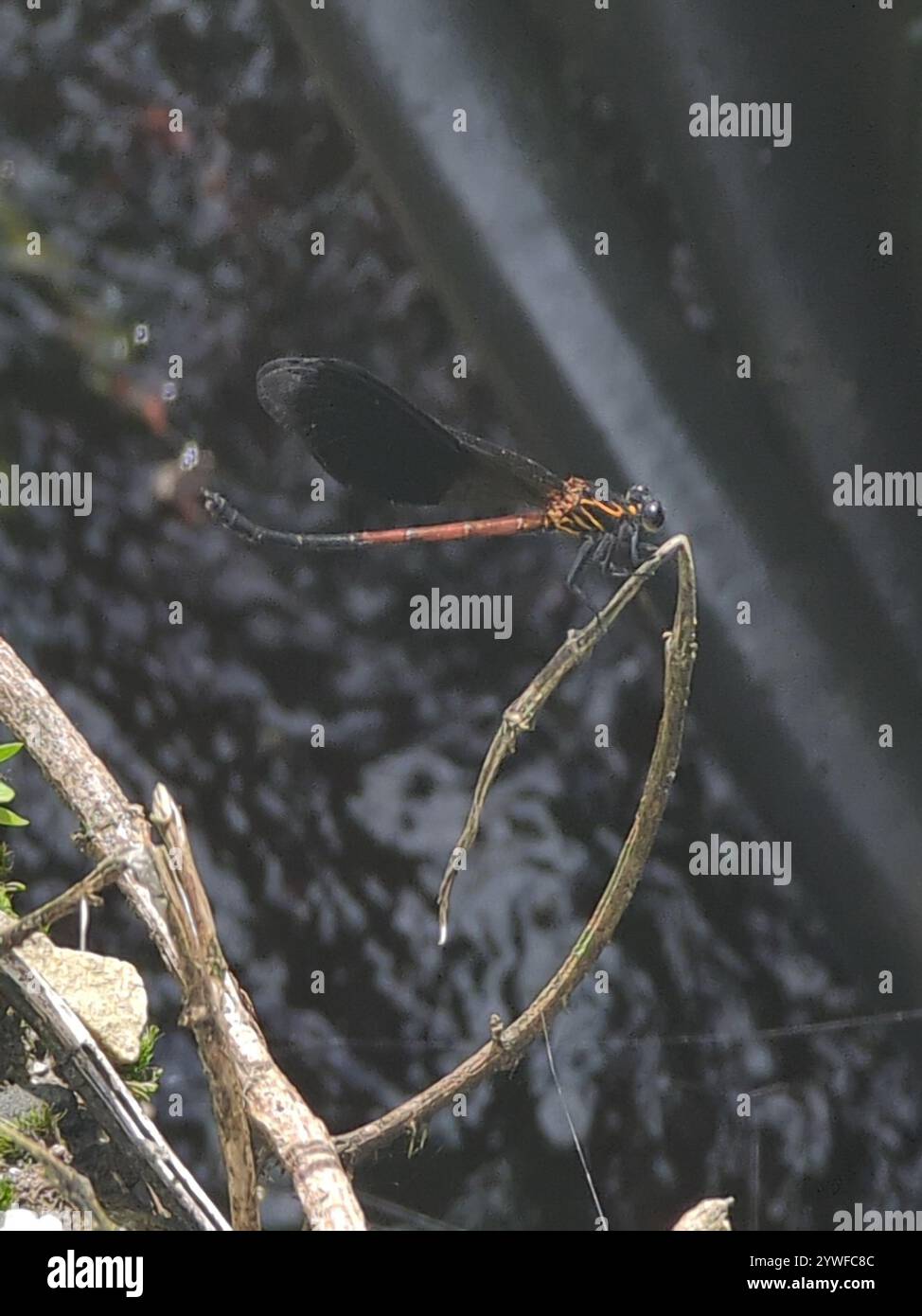 Formosan Damselfly (Euphaea formosa Stock Photo - Alamy