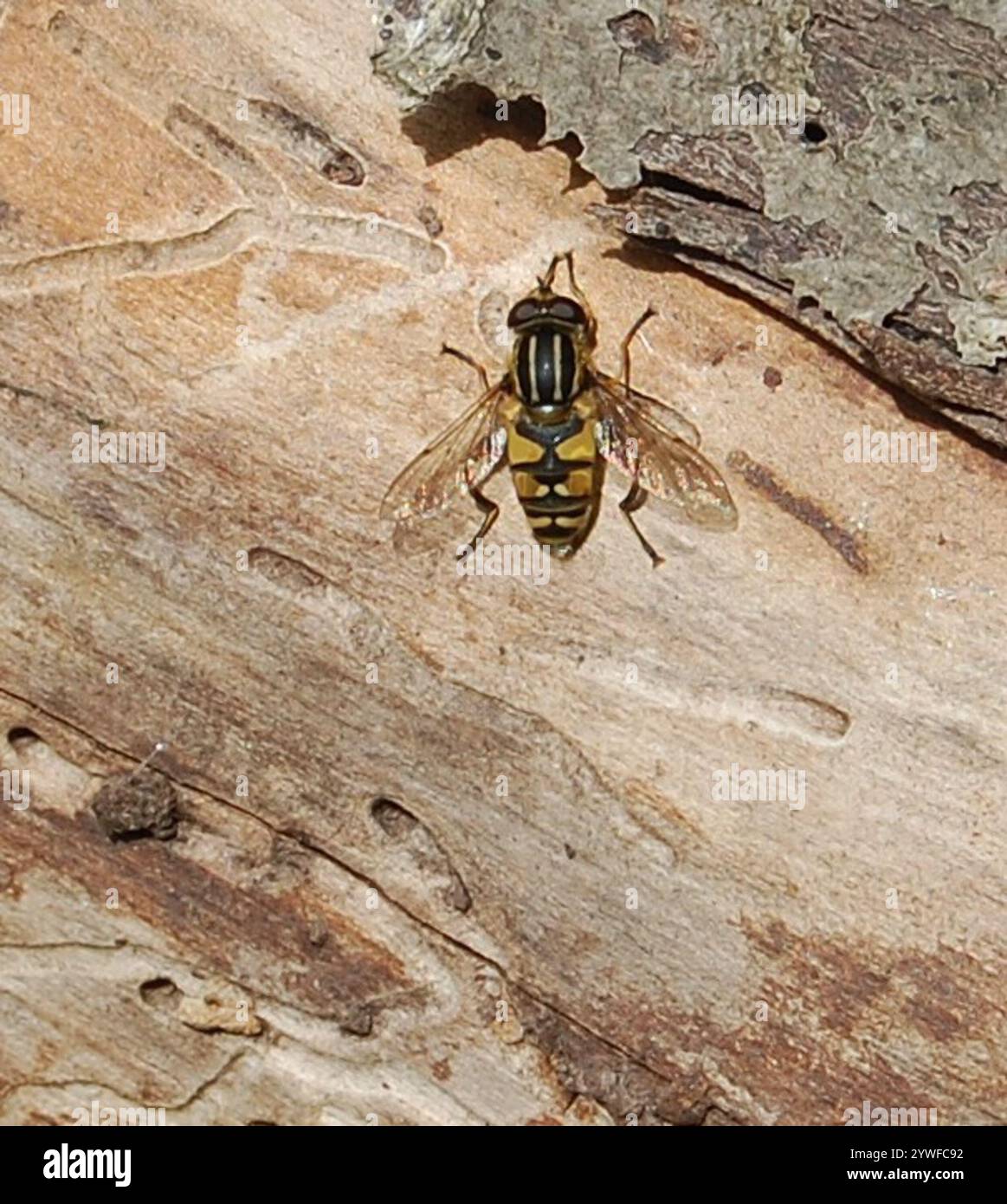 Sun Fly (Helophilus pendulus Stock Photo - Alamy