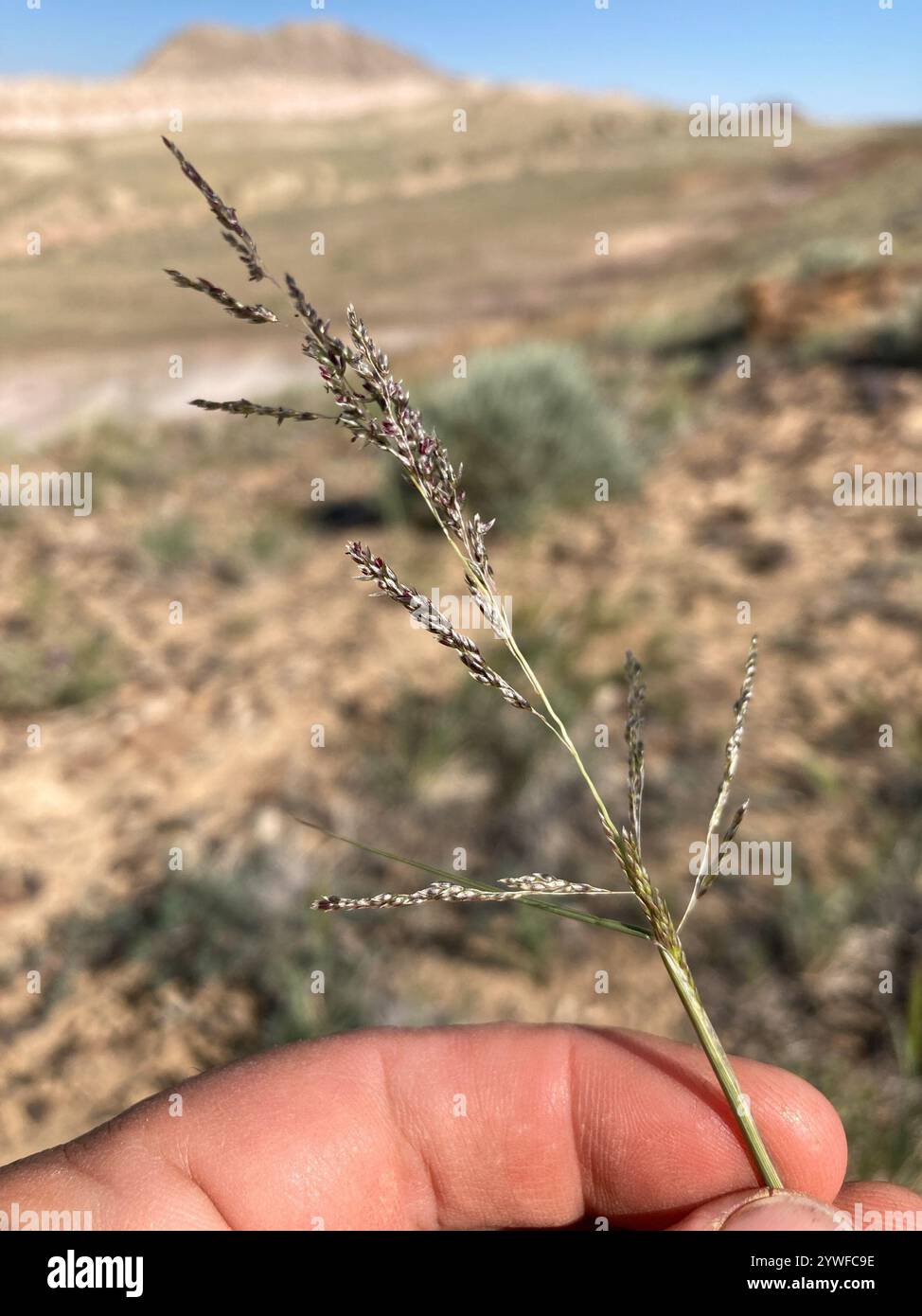 Sand Dropseed (Sporobolus cryptandrus Stock Photo - Alamy