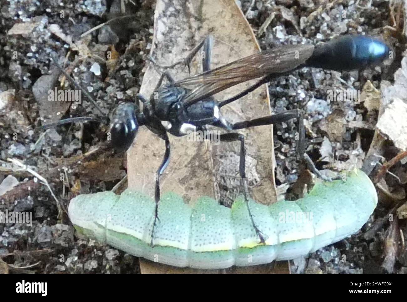 Gold-marked Thread-waisted Wasp (Eremnophila aureonotata Stock Photo ...