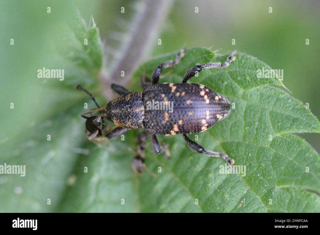 Large Pine Weevil (Hylobius abietis Stock Photo - Alamy