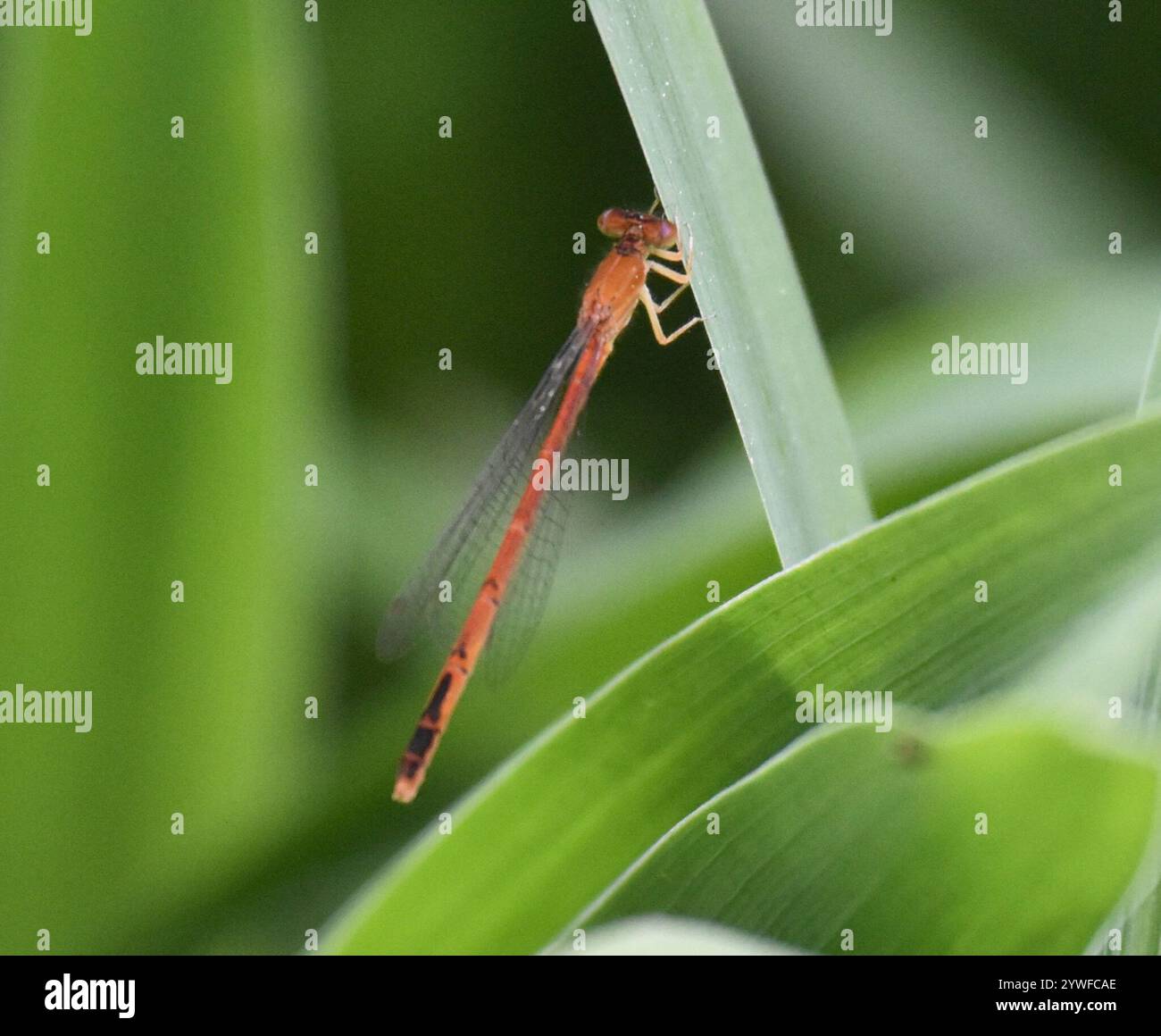 Eastern Red Damsel (Amphiagrion saucium Stock Photo - Alamy