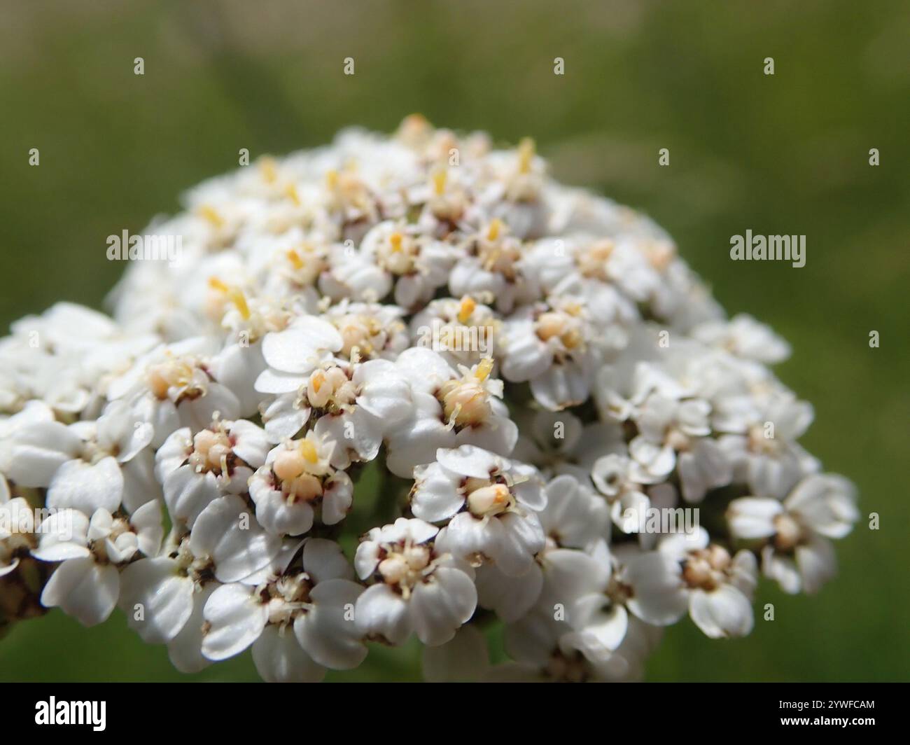 common yarrow (Achillea millefolium Stock Photo - Alamy
