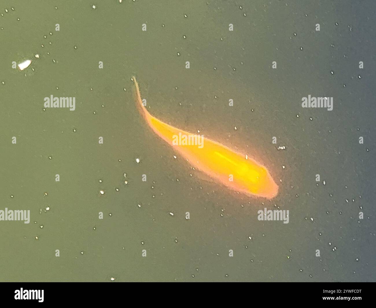 Typical carps hi-res stock photography and images - Alamy