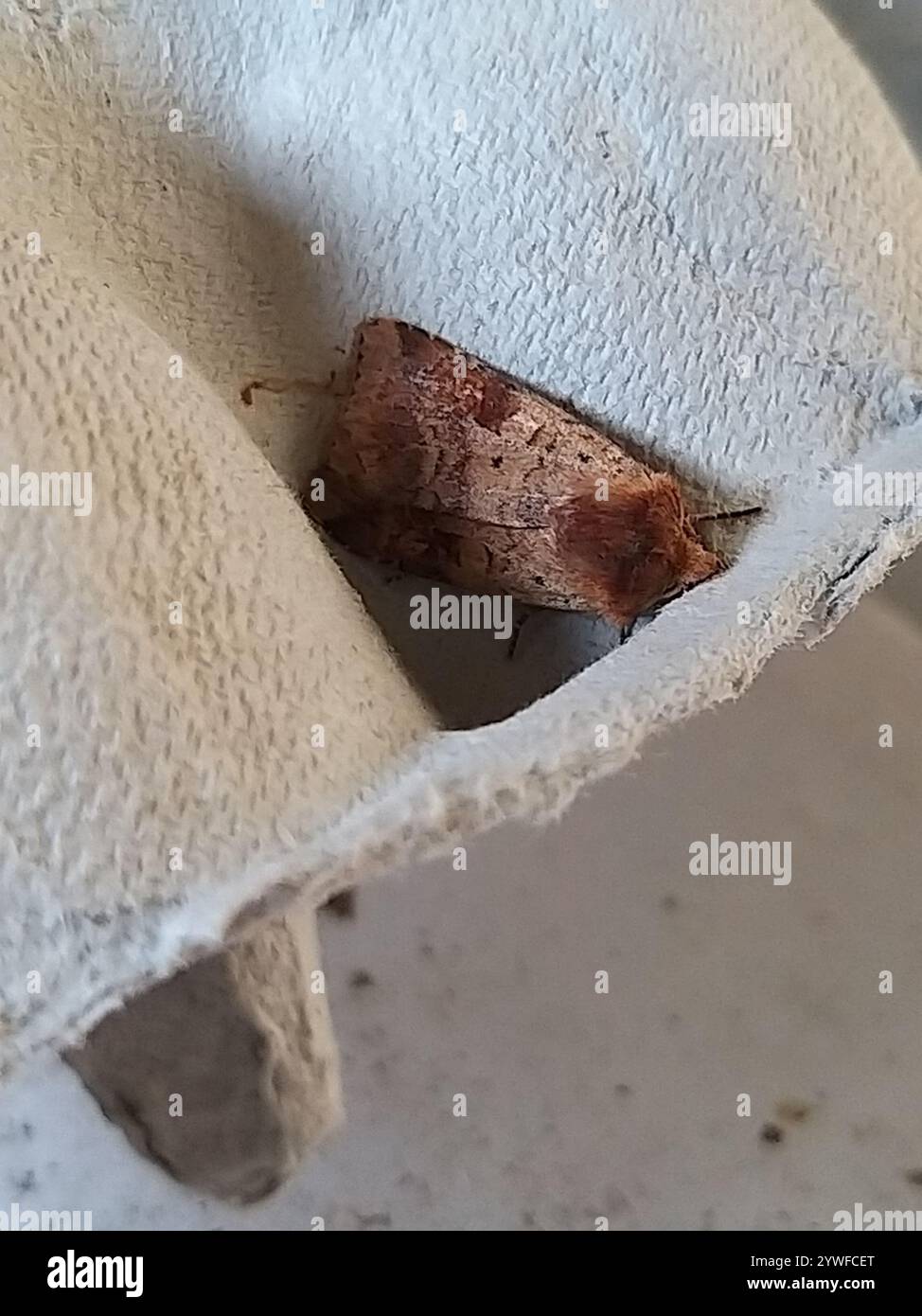 Ingrailed Clay (Diarsia mendica Stock Photo - Alamy