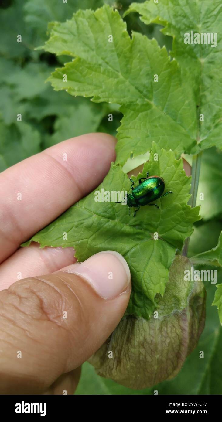 Mint Leaf beetle (Chrysolina herbacea Stock Photo - Alamy