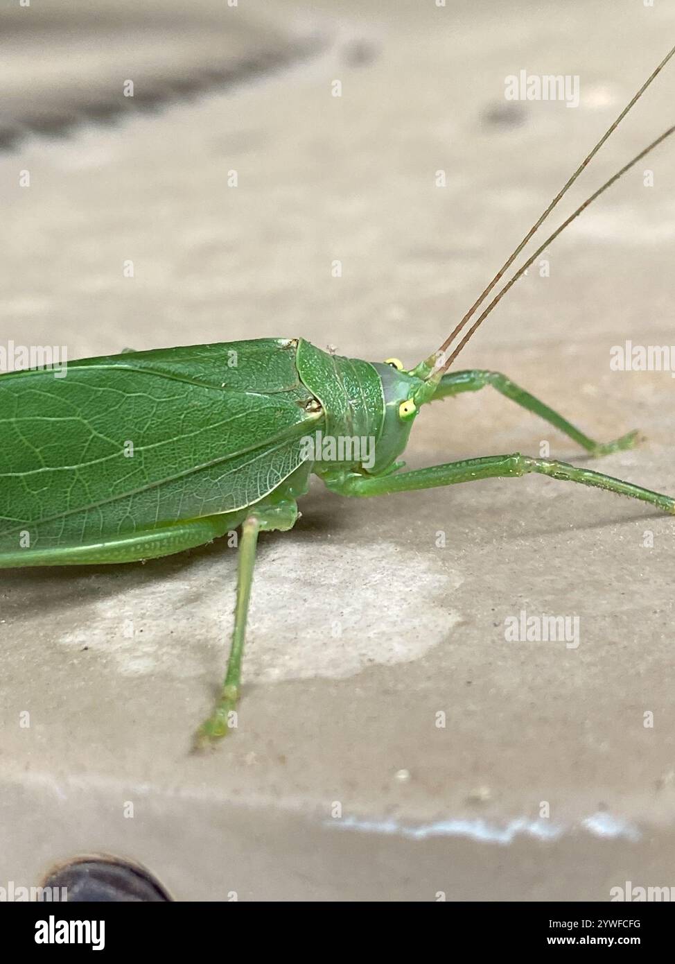 Common True Katydid (Pterophylla camellifolia Stock Photo - Alamy