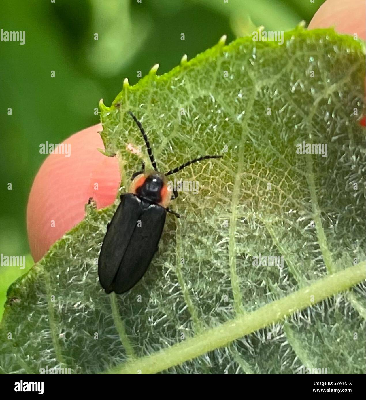 Sneaky Elf (Pyropyga decipiens Stock Photo - Alamy