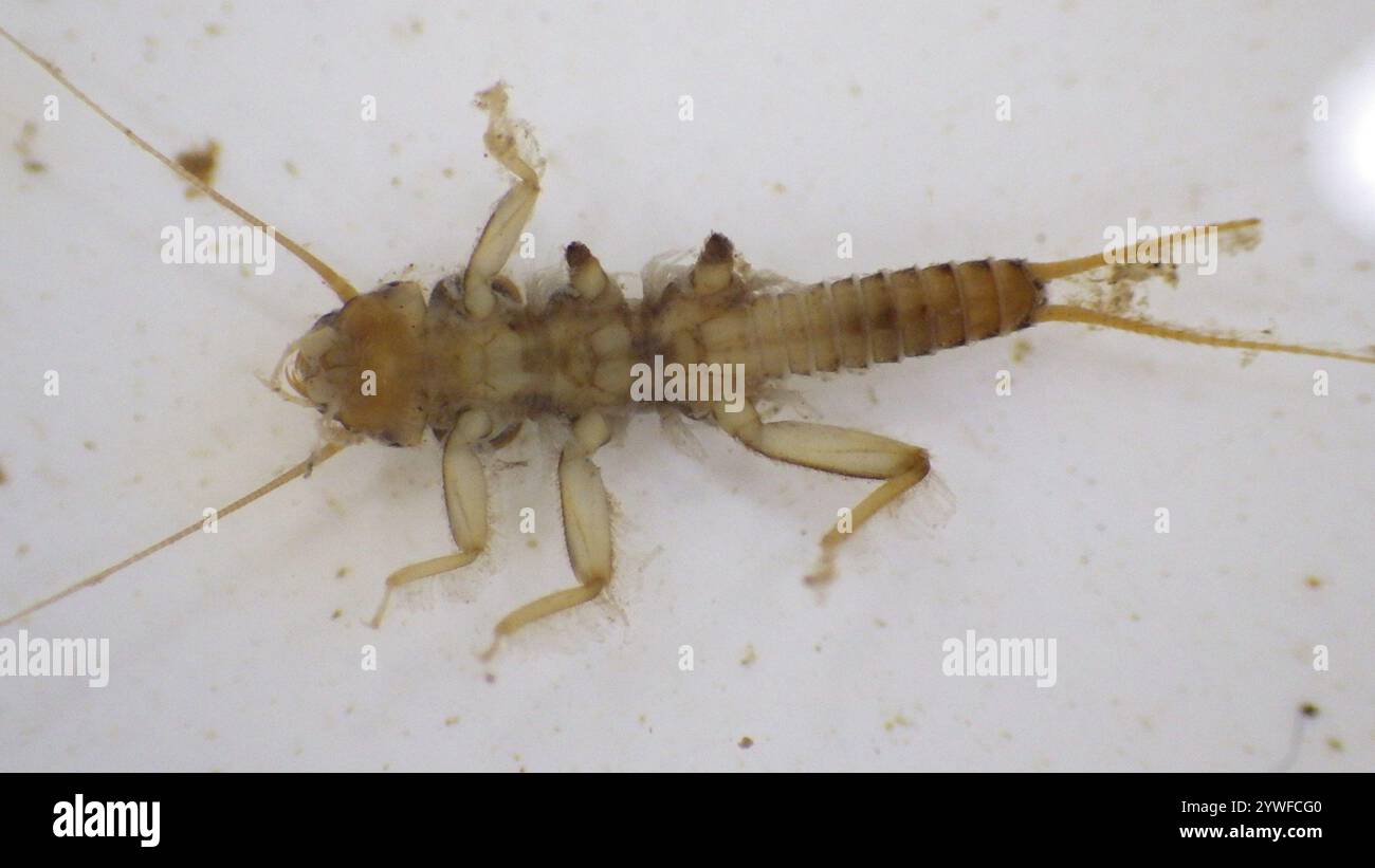 Common Stoneflies (Perlidae Stock Photo - Alamy