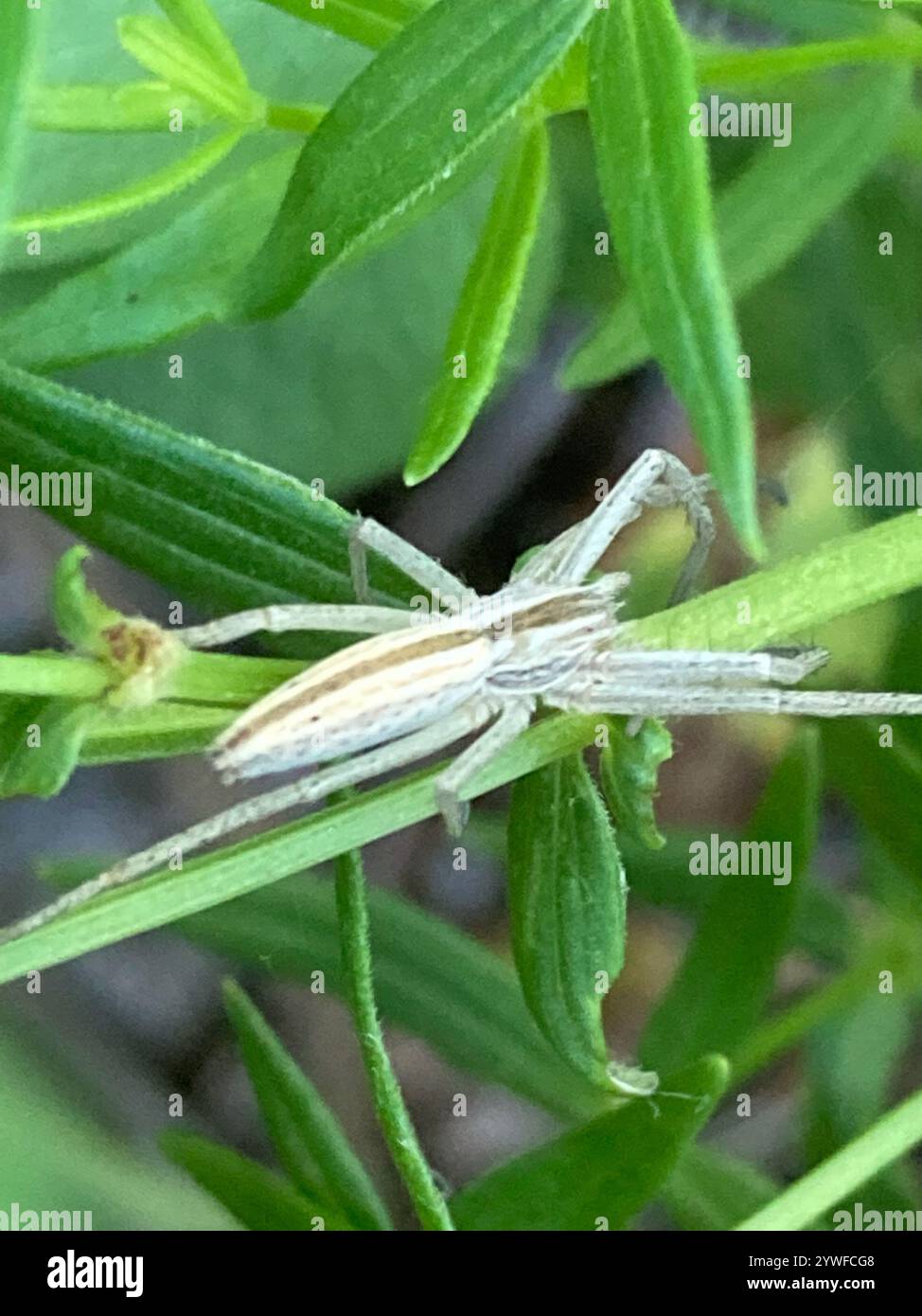 Slender Crab Spiders (Tibellus Stock Photo - Alamy