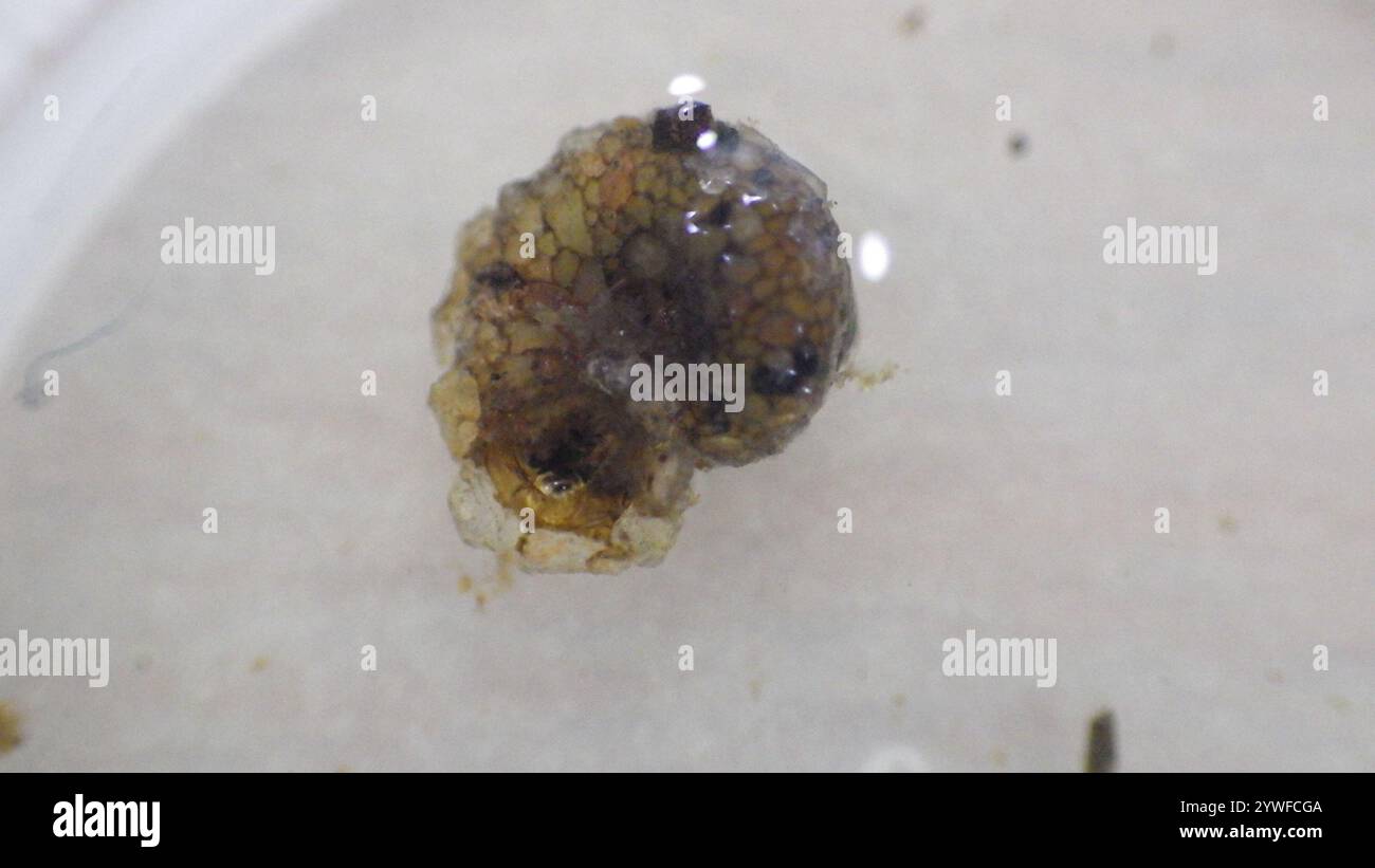 Spectacled Snail-case Caddisfly (Helicopsyche borealis Stock Photo - Alamy