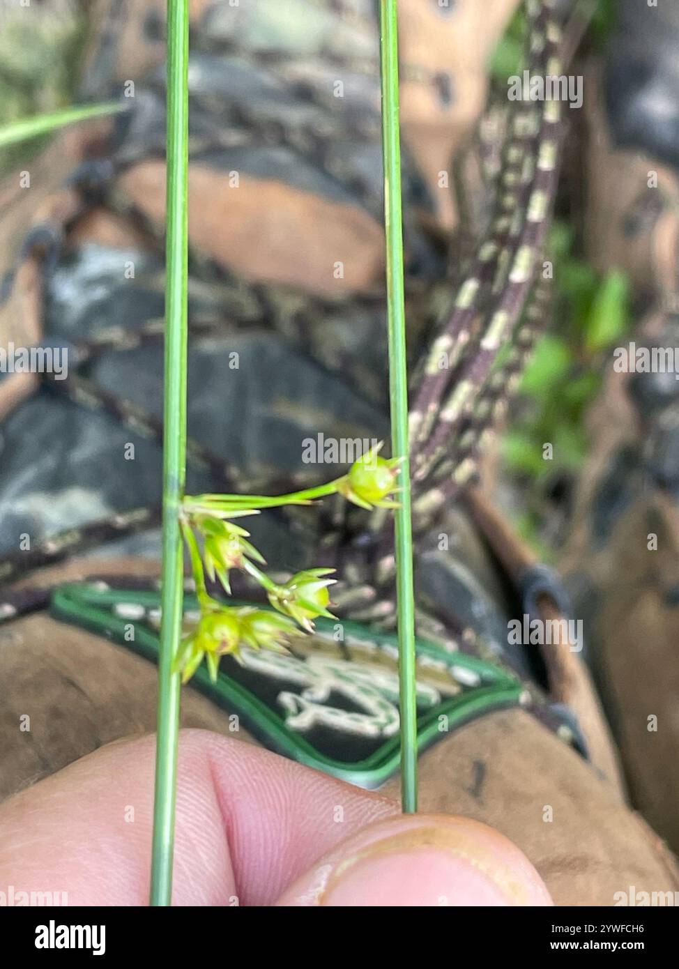 Leathery Rush (Juncus coriaceus Stock Photo - Alamy