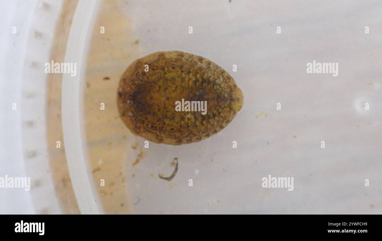 Herrick's Water Penny Beetle (Psephenus herricki Stock Photo - Alamy