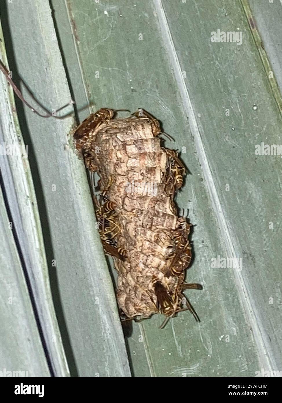 (Mischocyttarus mexicanus cubicola Stock Photo - Alamy