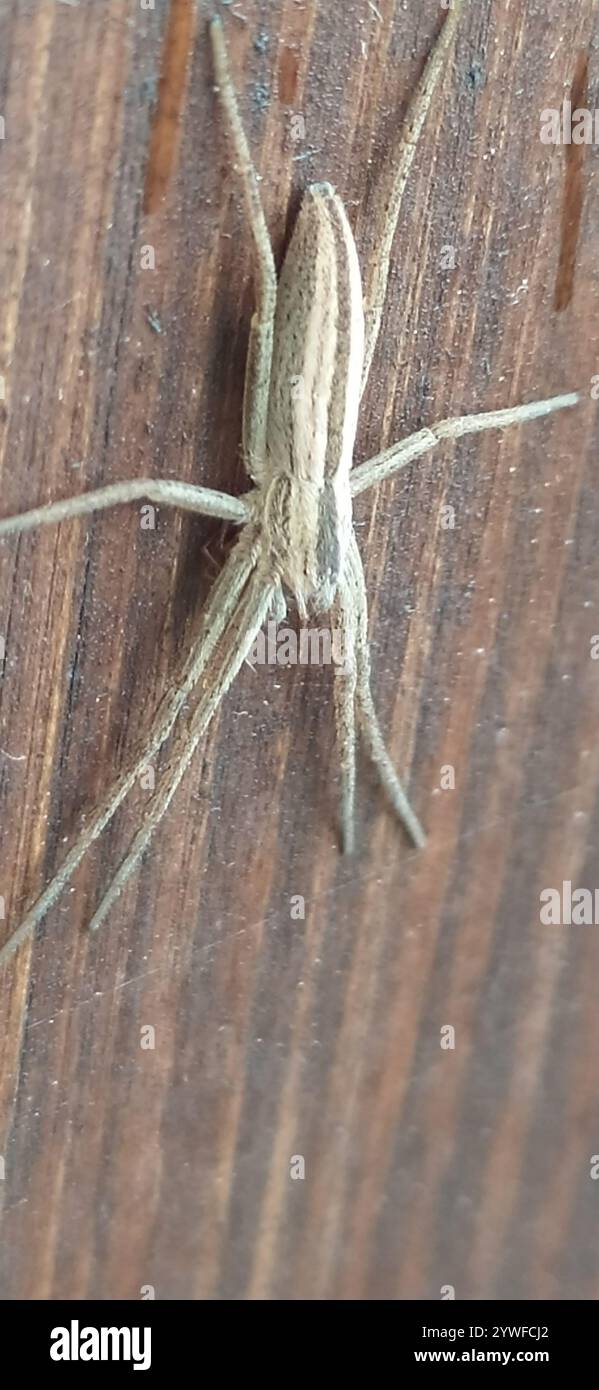 Slender Crab Spiders (Tibellus Stock Photo - Alamy