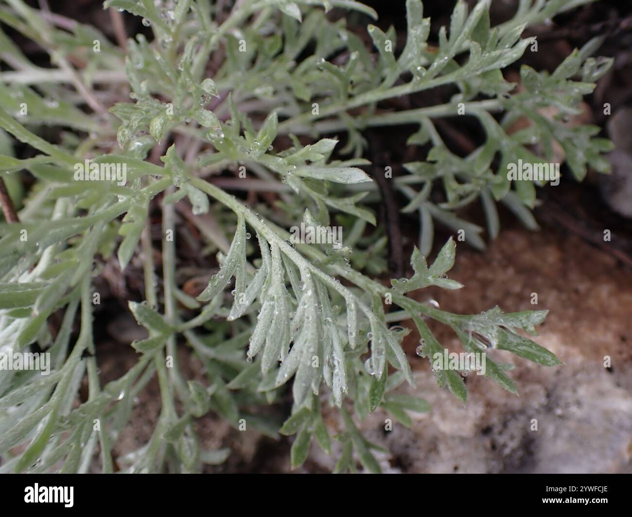 Field Sagewort (Artemisia campestris Stock Photo - Alamy