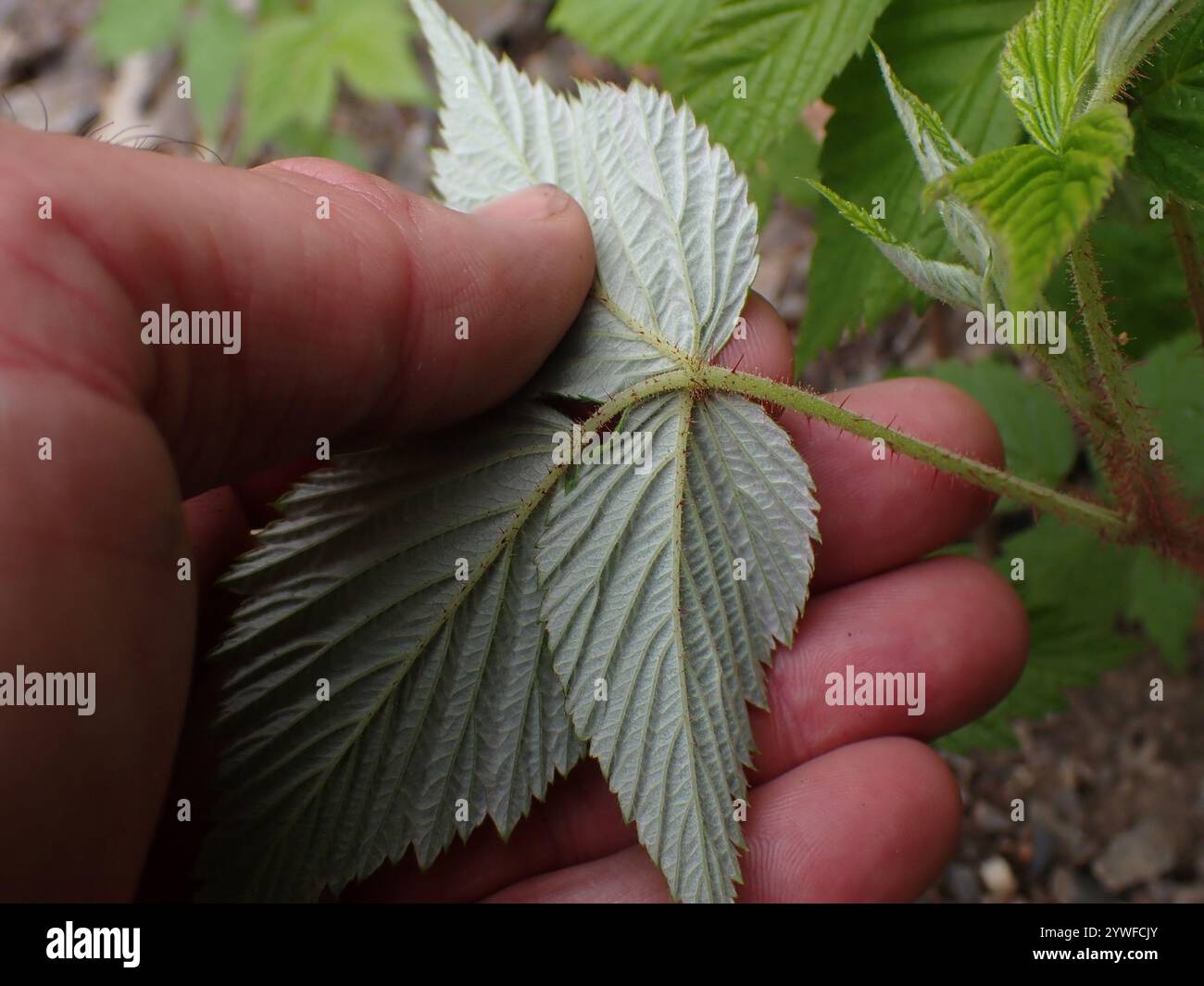 red raspberry (Rubus idaeus Stock Photo - Alamy