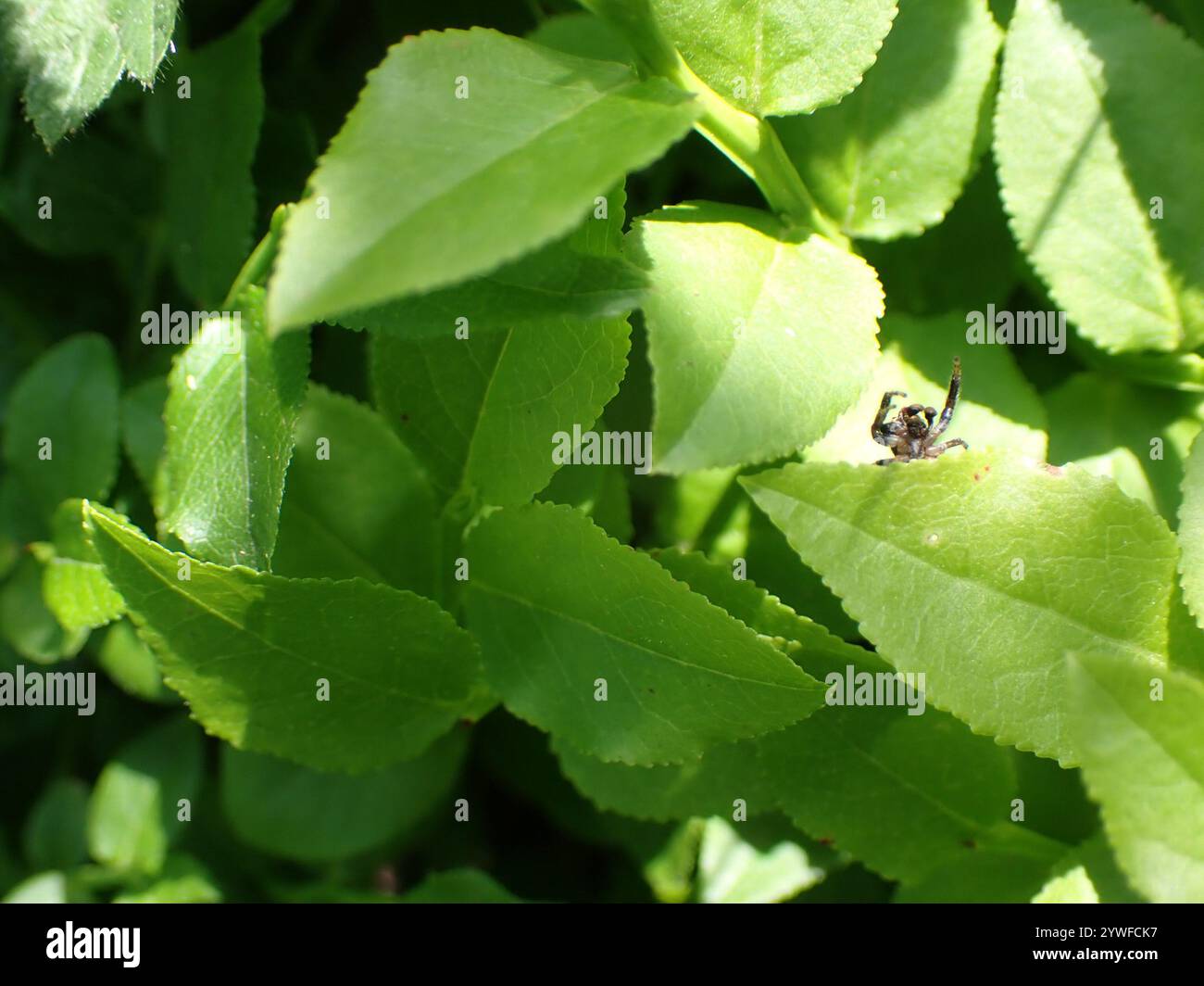 Woodland Jumping Spider (Evarcha falcata Stock Photo - Alamy