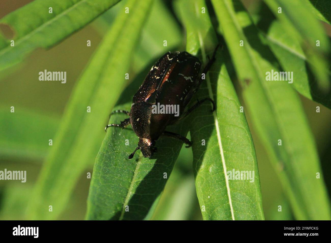 Copper Chafer (Protaetia cuprea Stock Photo - Alamy