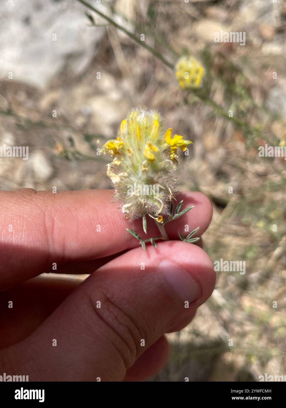 Golden Prairie Clover (Dalea aurea Stock Photo - Alamy