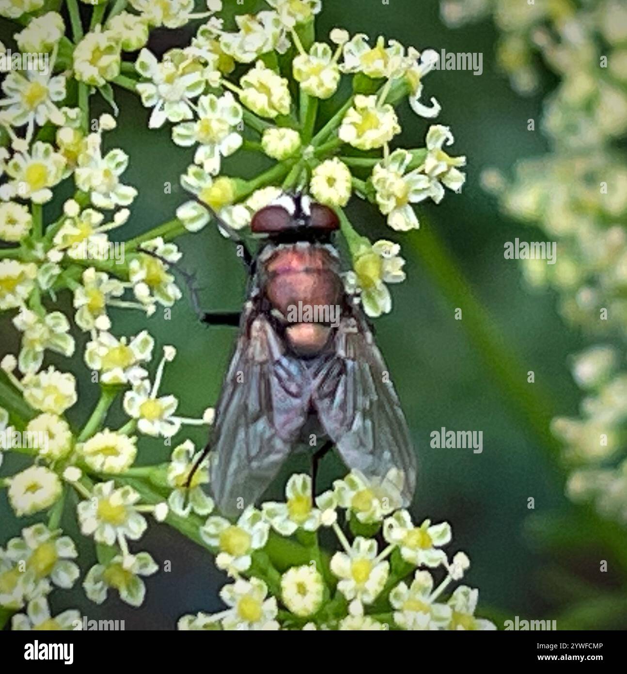 Australian Sheep Blow Fly (Lucilia cuprina Stock Photo - Alamy
