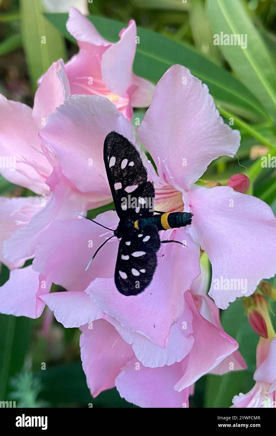 Nine-spotted Moth (Amata phegea Stock Photo - Alamy
