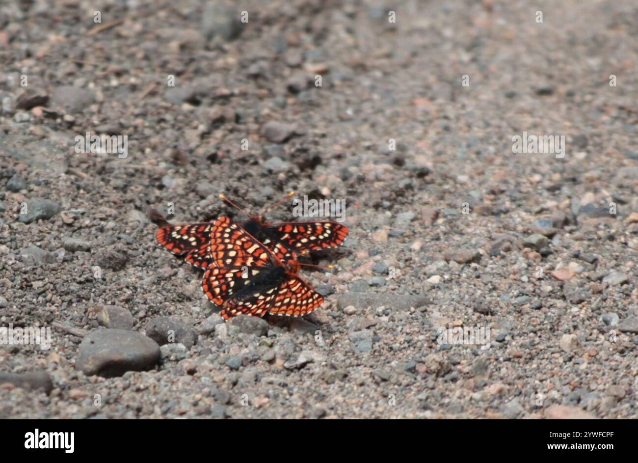 Euphydryas anicia hi-res stock photography and images - Alamy