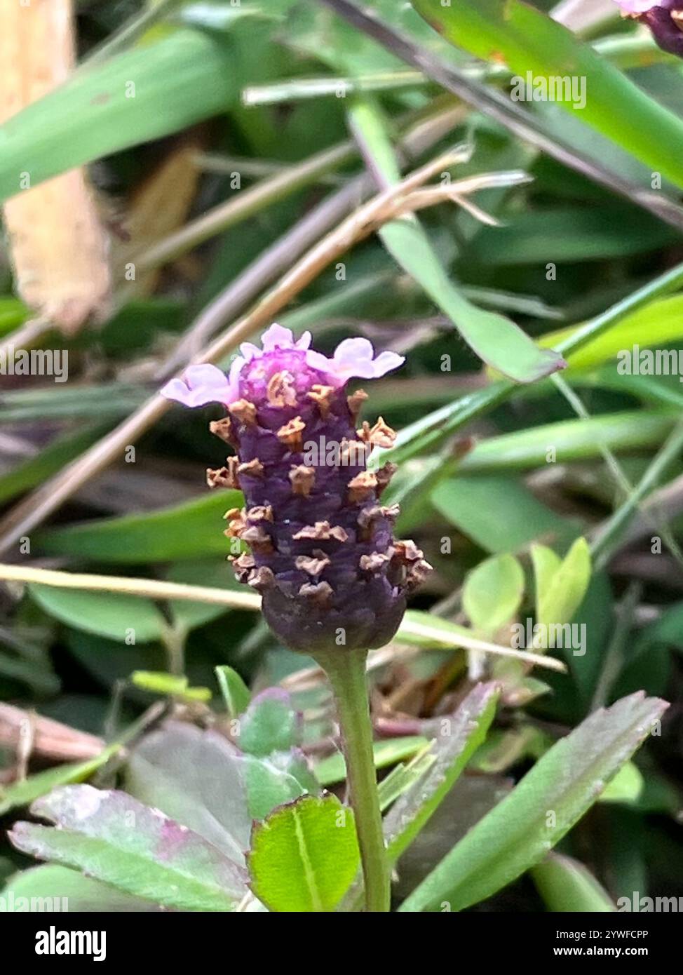 turkey tangle frogfruit (Phyla nodiflora Stock Photo - Alamy