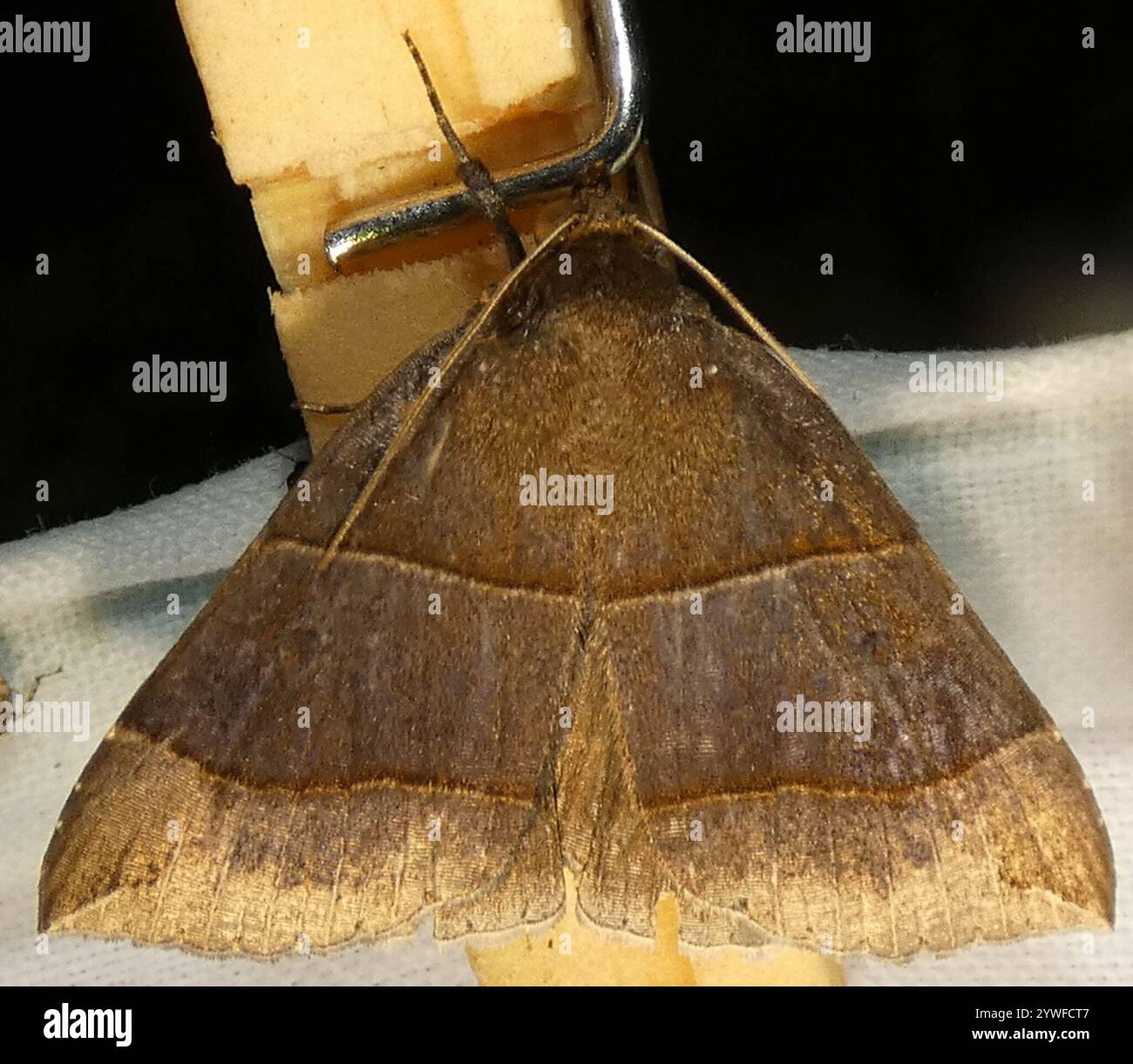 Maple Looper Moth (Parallelia bistriaris Stock Photo - Alamy