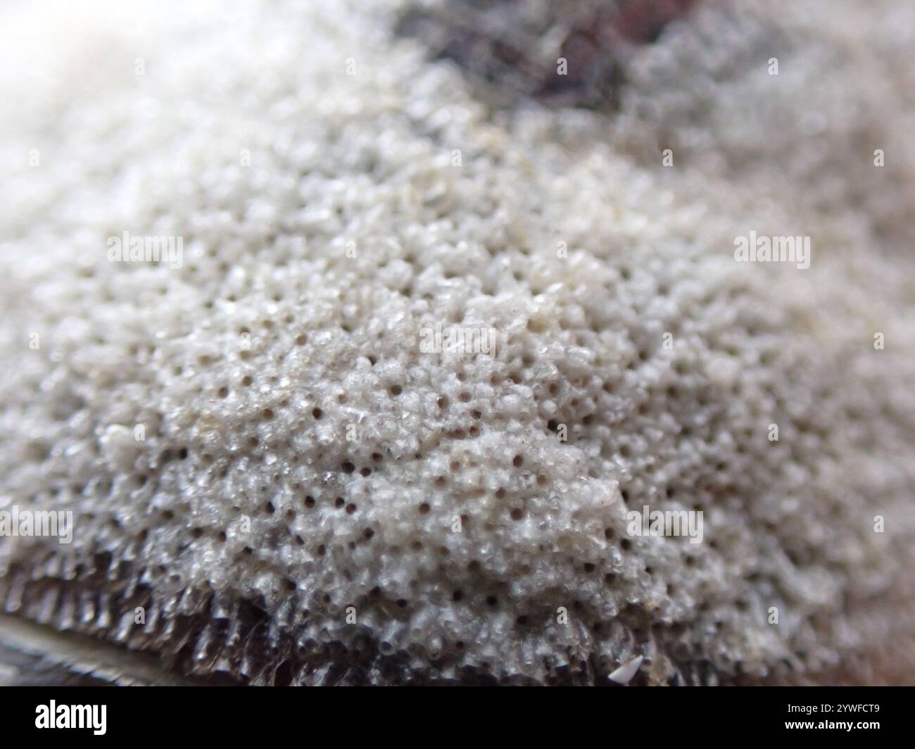 Hooked slippersnail hi-res stock photography and images - Alamy