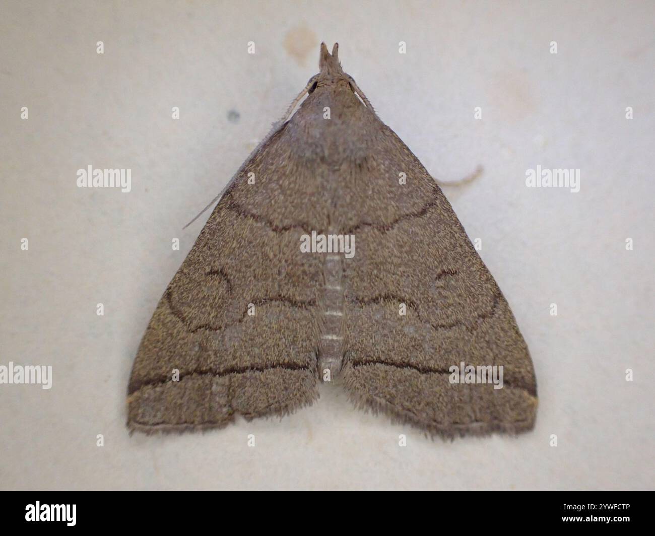 The Fan-foot (Herminia tarsipennalis Stock Photo - Alamy