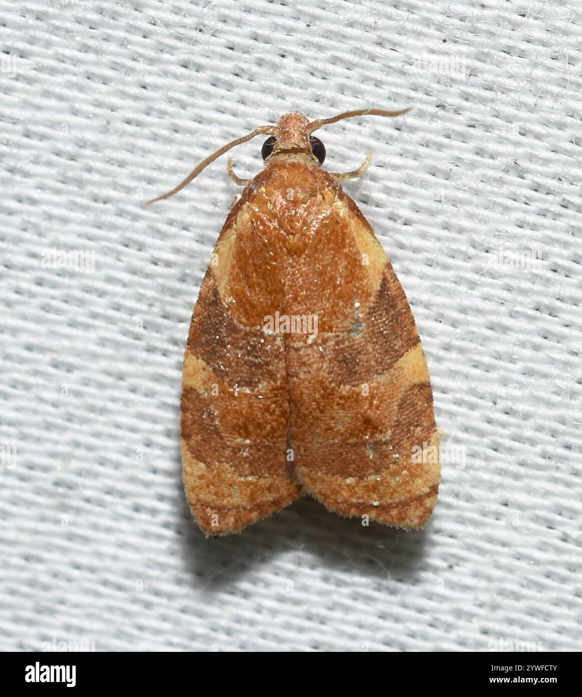 Spring Dead-leaf Roller Moth (Cenopis diluticostana Stock Photo - Alamy