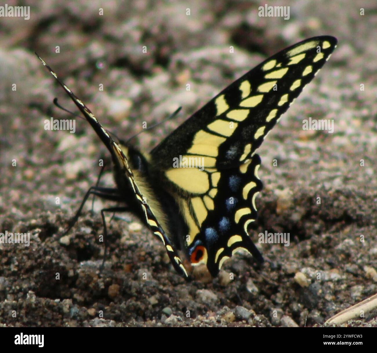 Anise Swallowtail (Papilio zelicaon Stock Photo - Alamy