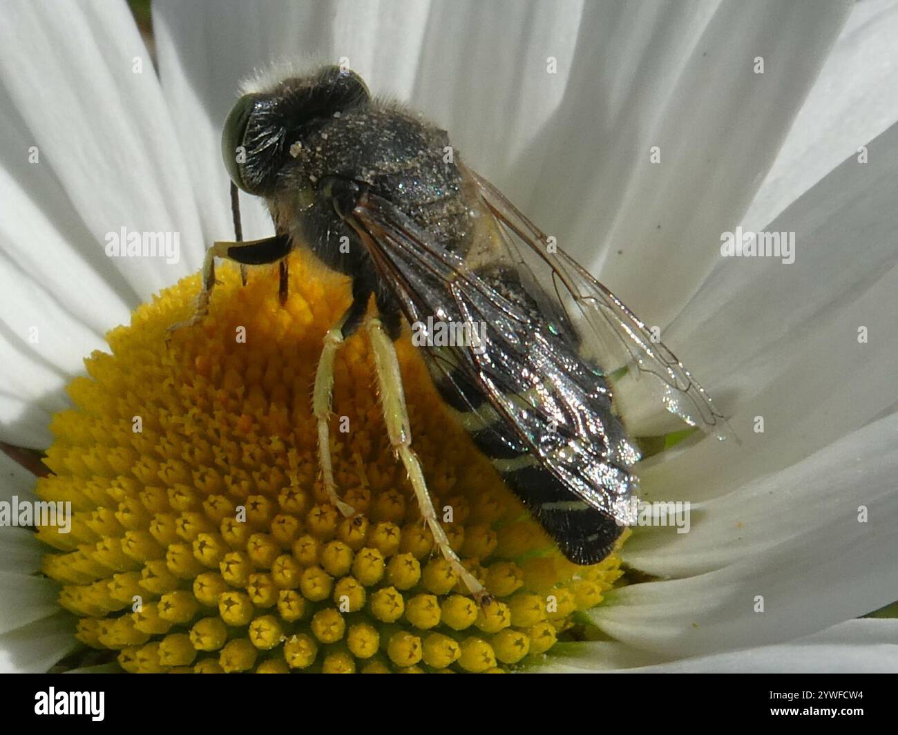 American Sand Wasp (Bembix americana Stock Photo - Alamy