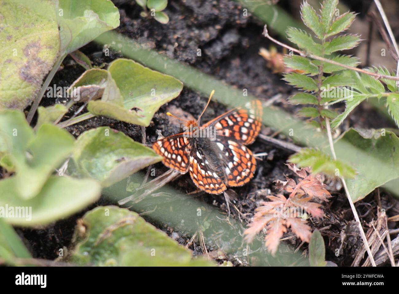 Anicia checkerspot hi-res stock photography and images - Alamy
