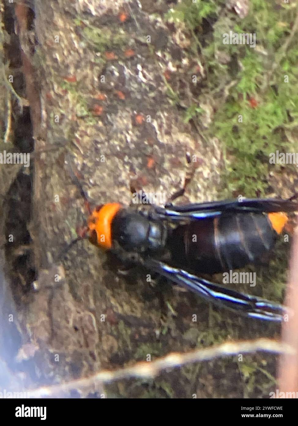 Giant hornet vespa mandarinia hi-res stock photography and images - Alamy