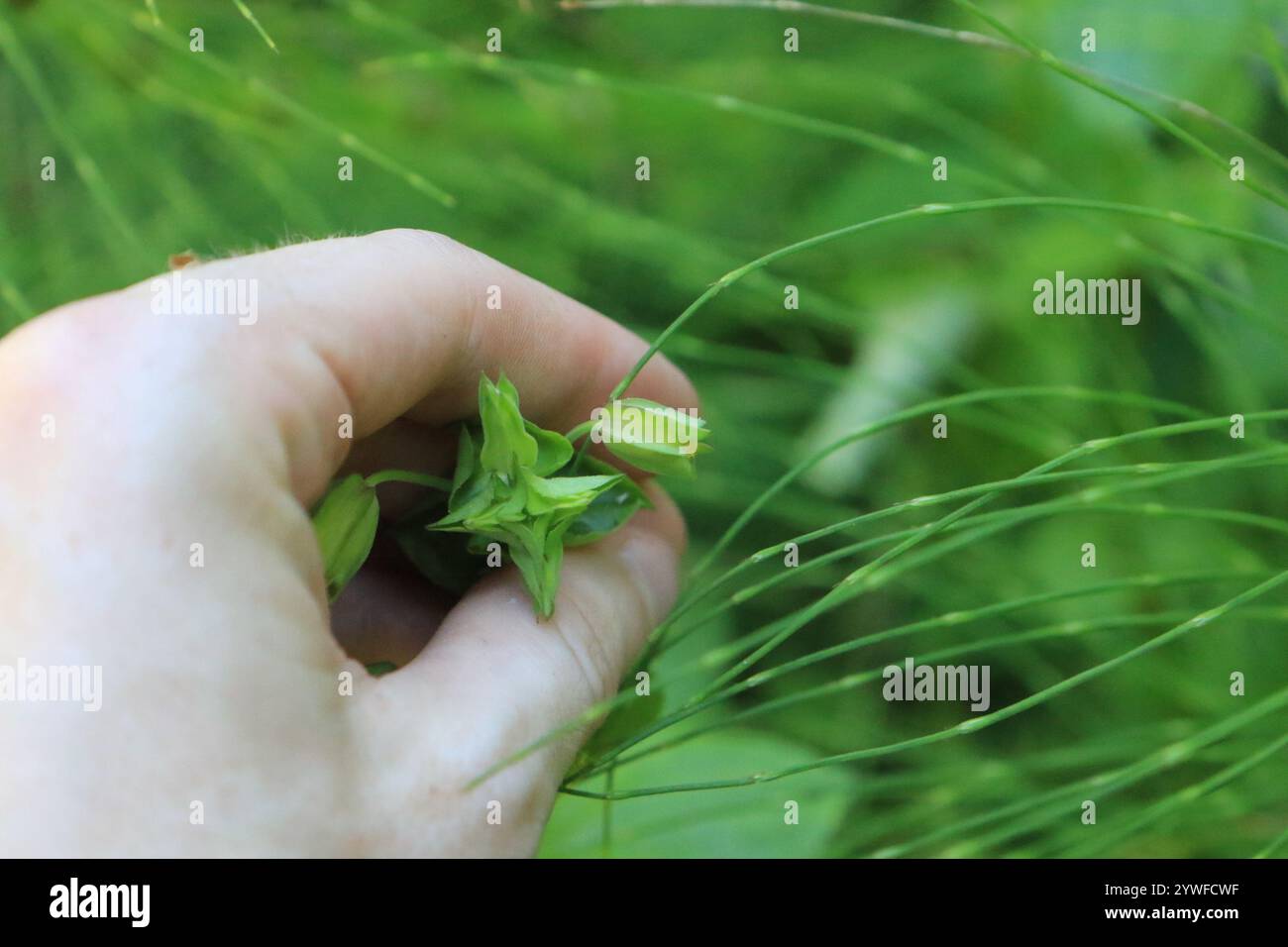 Sharp-leaved Monkey-flower (Erythranthe decora Stock Photo - Alamy