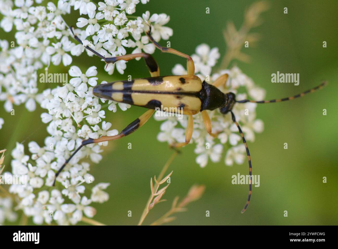 Spotted Longhorn Beetle (Rutpela maculata Stock Photo - Alamy