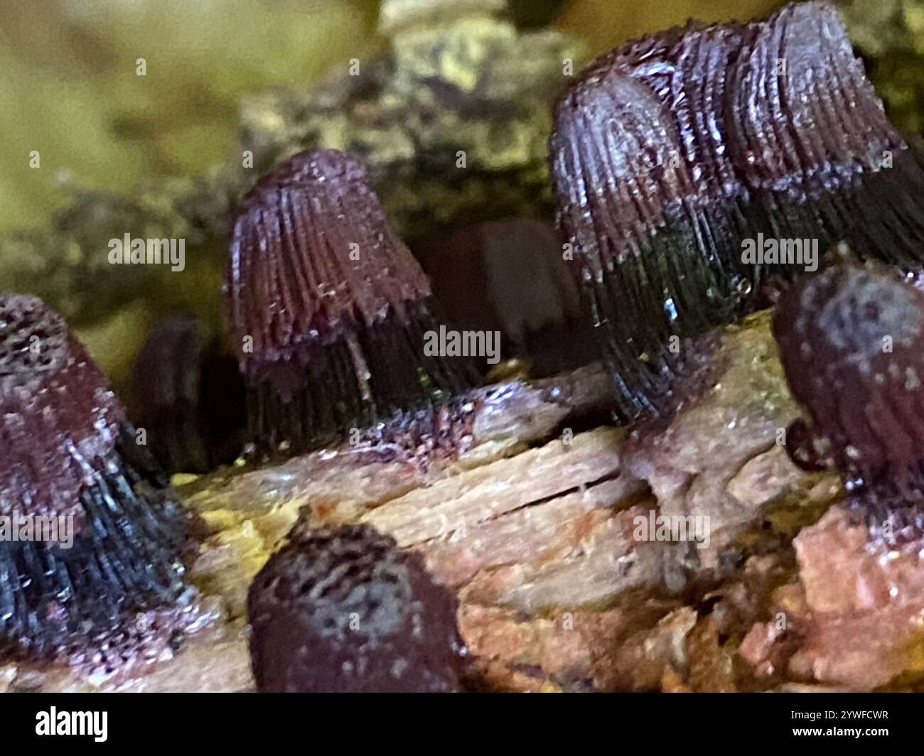 chocolate tube slime (Stemonitis splendens Stock Photo - Alamy