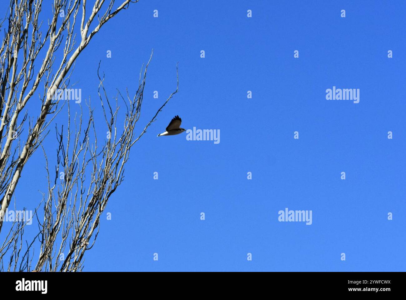 Variable Hawk (Geranoaetus polyosoma Stock Photo - Alamy