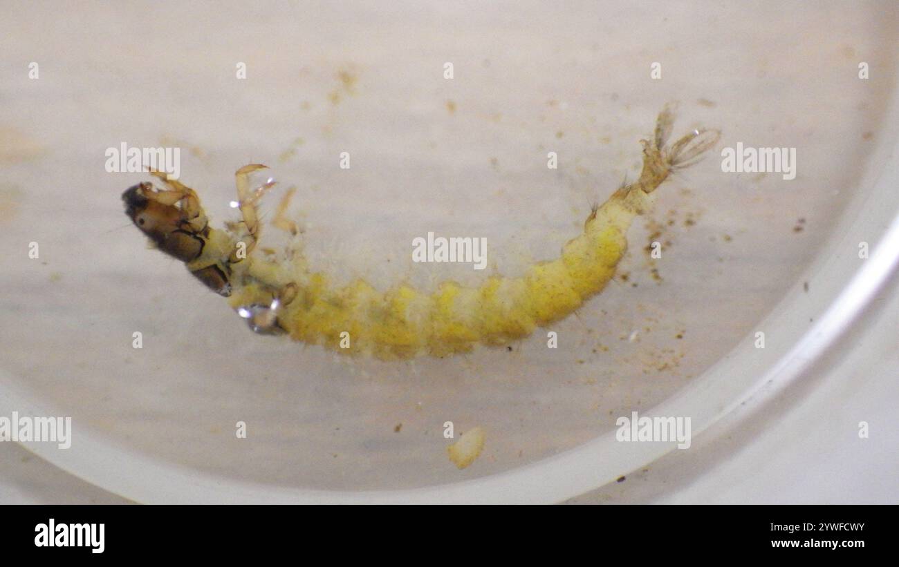 Net-spinning Caddisflies (Hydropsychidae Stock Photo - Alamy