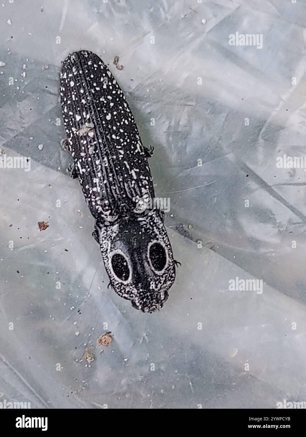 Eastern Eyed Click Beetle (Alaus oculatus Stock Photo - Alamy